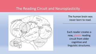 The Reading Brain in a Digital World | PPTX