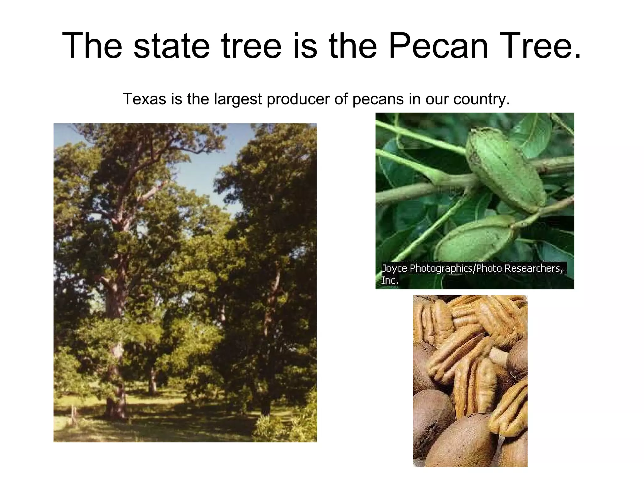 Texas symbols | PPT