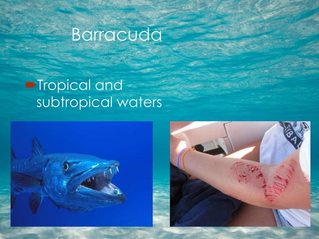 Marine Injuries TexMed 2014 | PPT