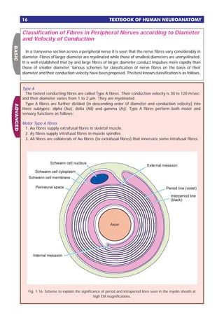 Textbook of human neuroanatomy- | PDF