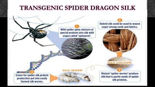 SPIDER SILK | PPTX