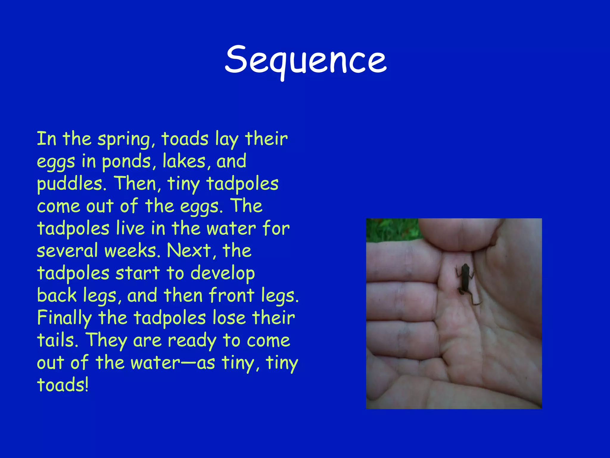 Text structure for young readers | PPT
