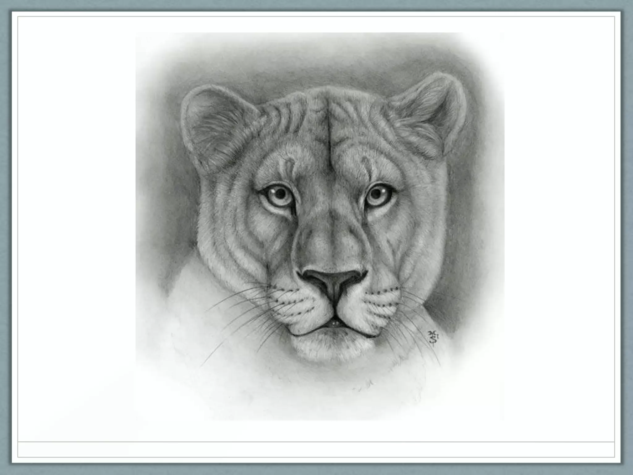 Textured.animal.drawings | PPTX