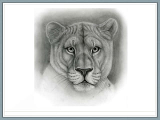 Textured.animal.drawings | PPTX