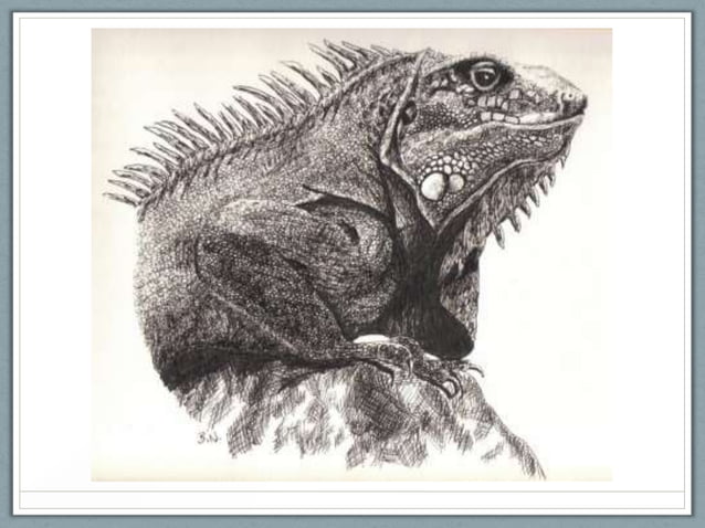 Textured.animal.drawings | PPTX