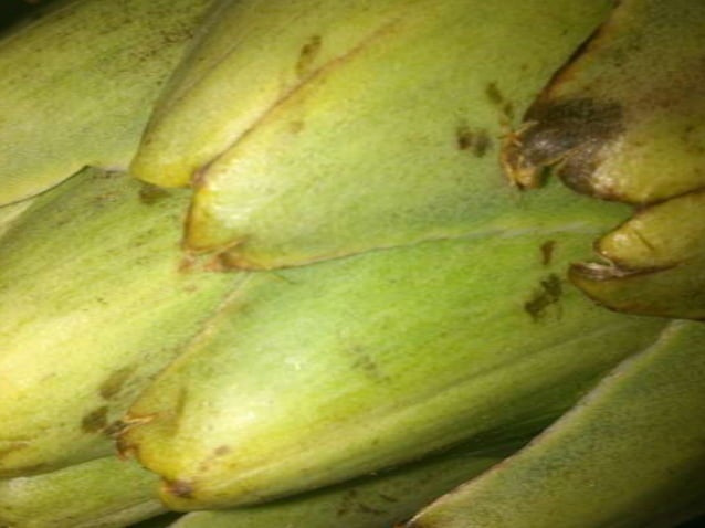 50 imatges sobre textures | PPTX