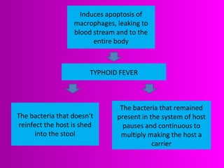 Typhoid Fever | PPT
