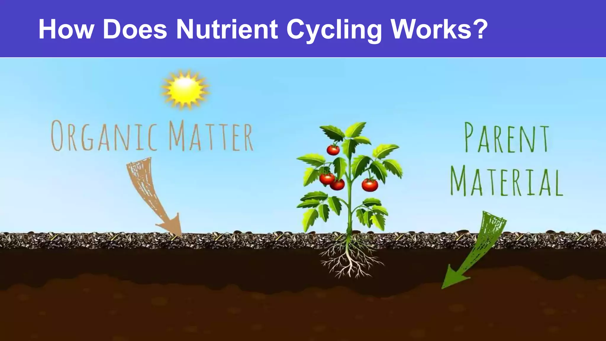 nutrient cycling ,microclimate,soil improvement ,CO2 cycle | PPTX