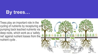 nutrient cycling ,microclimate,soil improvement ,CO2 cycle | PPTX