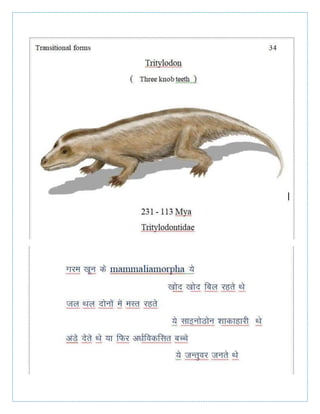 Transitional forms-chapter 2 .2 -mammal ancestors - probainognathus ...