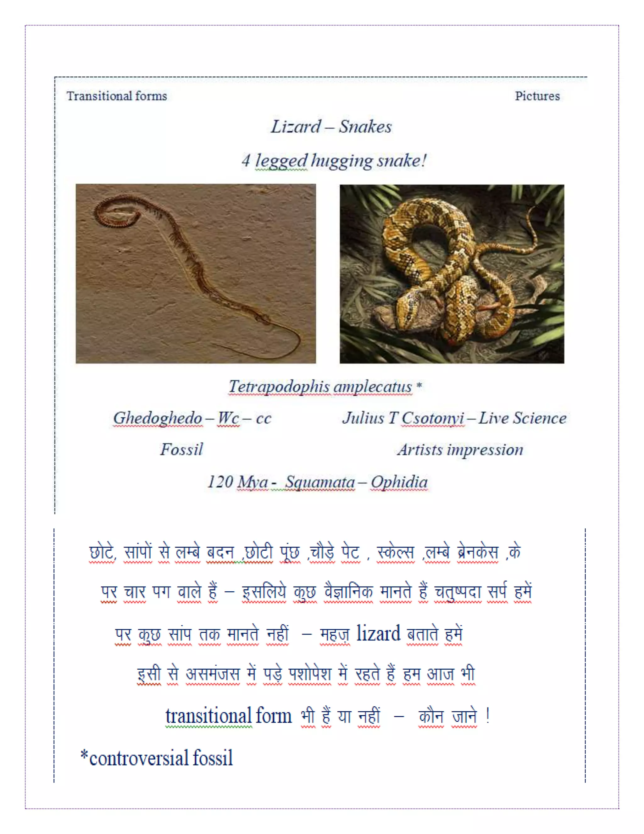 Tf TF chapter 4.2 within reptiles - turtles snakes crocs-pappochelys to ...