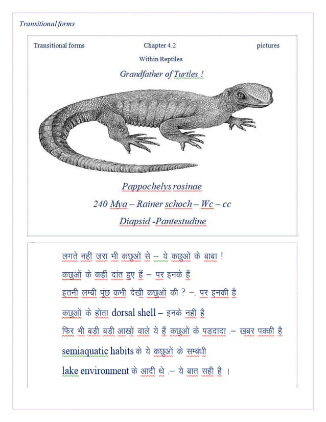 Tf TF chapter 4.2 within reptiles - turtles snakes crocs-pappochelys to ...