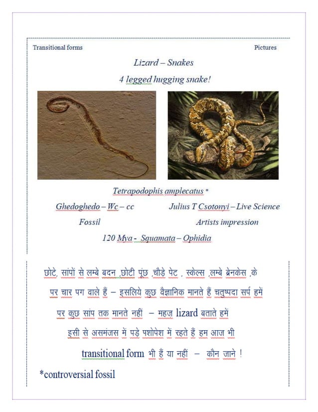 Tf TF chapter 4.2 within reptiles - turtles snakes crocs-pappochelys to ...