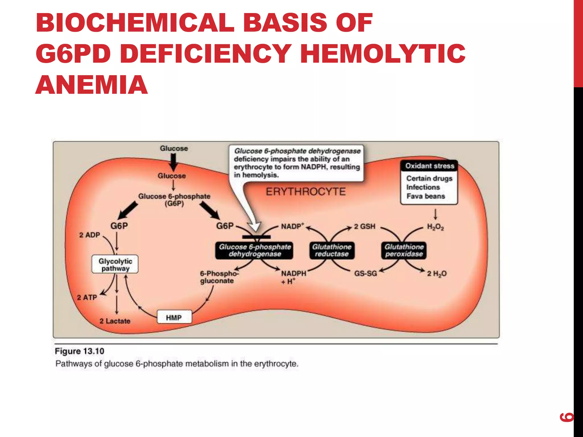 G6PD glucose 6 phosphate dehydrogens deficiency | PPTX