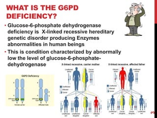 G6pd Deficiency Genetics
