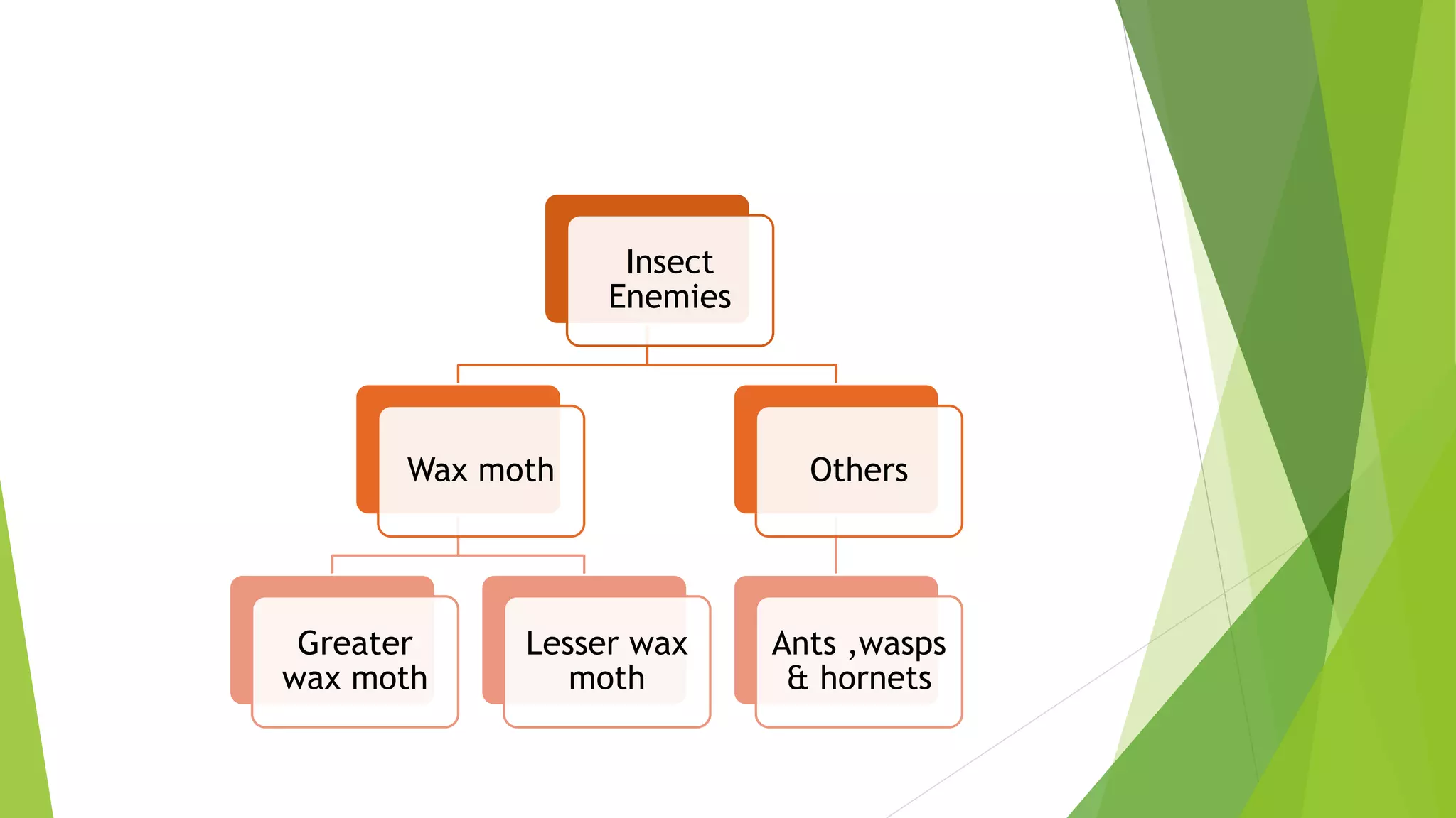 IDENTIFICATION AND MANAGEMENT OF BEE ENEMIES | PPTX