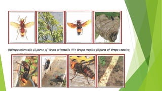 IDENTIFICATION AND MANAGEMENT OF BEE ENEMIES | PPTX | Beekeeping ...