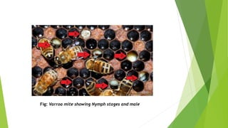 IDENTIFICATION AND MANAGEMENT OF BEE ENEMIES | PPTX