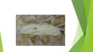 IDENTIFICATION AND MANAGEMENT OF BEE ENEMIES | PPTX | Beekeeping ...