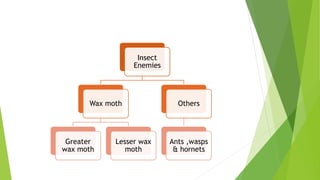 IDENTIFICATION AND MANAGEMENT OF BEE ENEMIES | PPTX | Beekeeping ...
