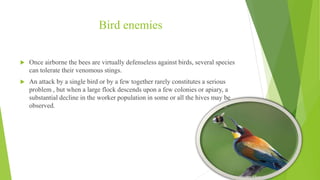 IDENTIFICATION AND MANAGEMENT OF BEE ENEMIES | PPTX | Beekeeping ...