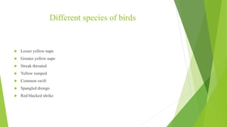 IDENTIFICATION AND MANAGEMENT OF BEE ENEMIES | PPTX | Beekeeping ...