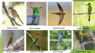 IDENTIFICATION AND MANAGEMENT OF BEE ENEMIES | PPTX | Beekeeping ...