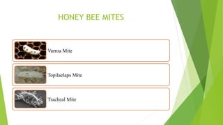 IDENTIFICATION AND MANAGEMENT OF BEE ENEMIES | PPTX | Beekeeping ...