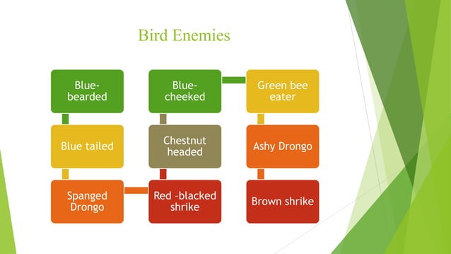 IDENTIFICATION AND MANAGEMENT OF BEE ENEMIES | PPTX | Beekeeping ...