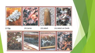 IDENTIFICATION AND MANAGEMENT OF BEE ENEMIES | PPTX | Beekeeping ...