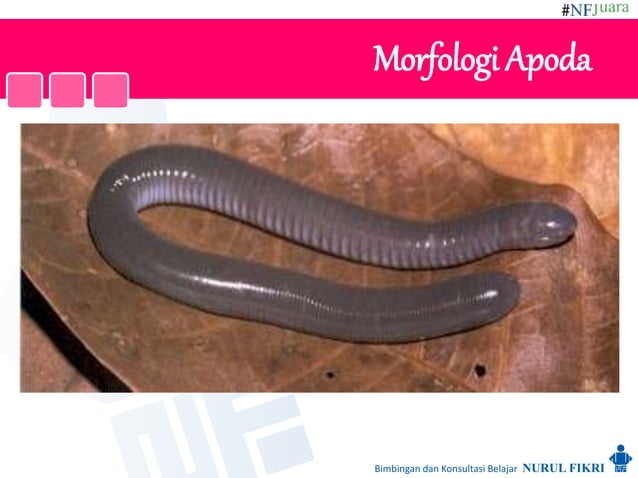 TF08_Biologi_10IPA_KALL_Vertebrata 1 - Pisces & Amphibia.pptx