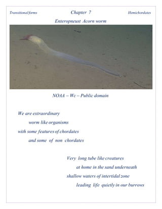 Transitional forms chapter 7 hemichordates and nonchordates english | PDF