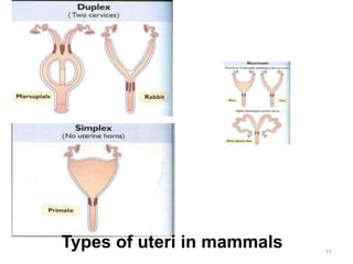 T Female reproductive system anatomy.ppt