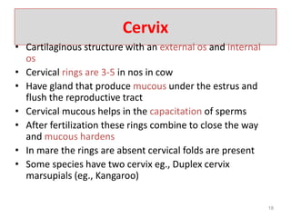 T Female reproductive system anatomy.ppt