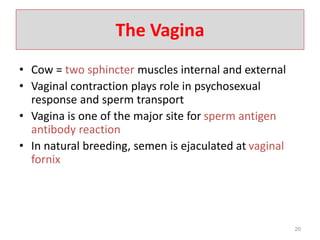 T Female reproductive system anatomy.ppt