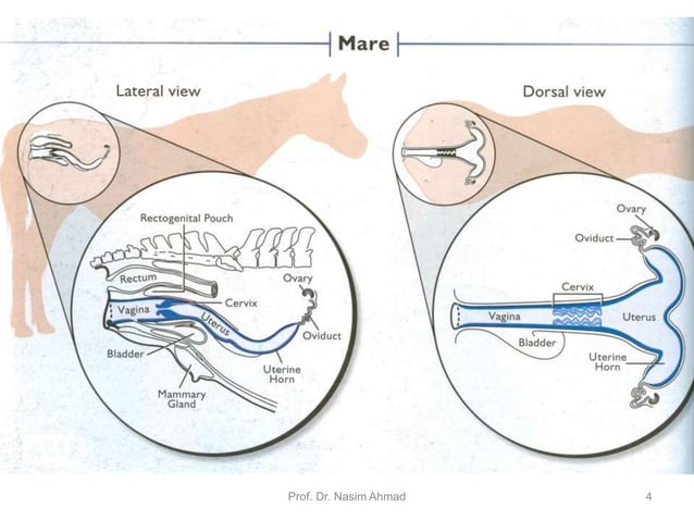 T Female reproductive system anatomy.ppt