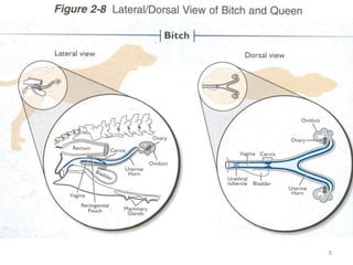 T Female reproductive system anatomy.ppt