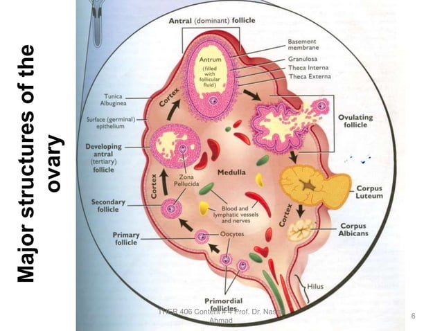 T Female reproductive system anatomy.ppt