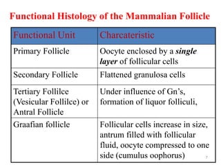 T Female reproductive system anatomy.ppt