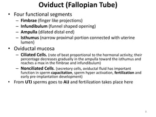 T Female reproductive system anatomy.ppt