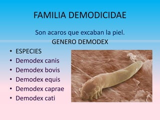 Sarna demodecica | PPTX