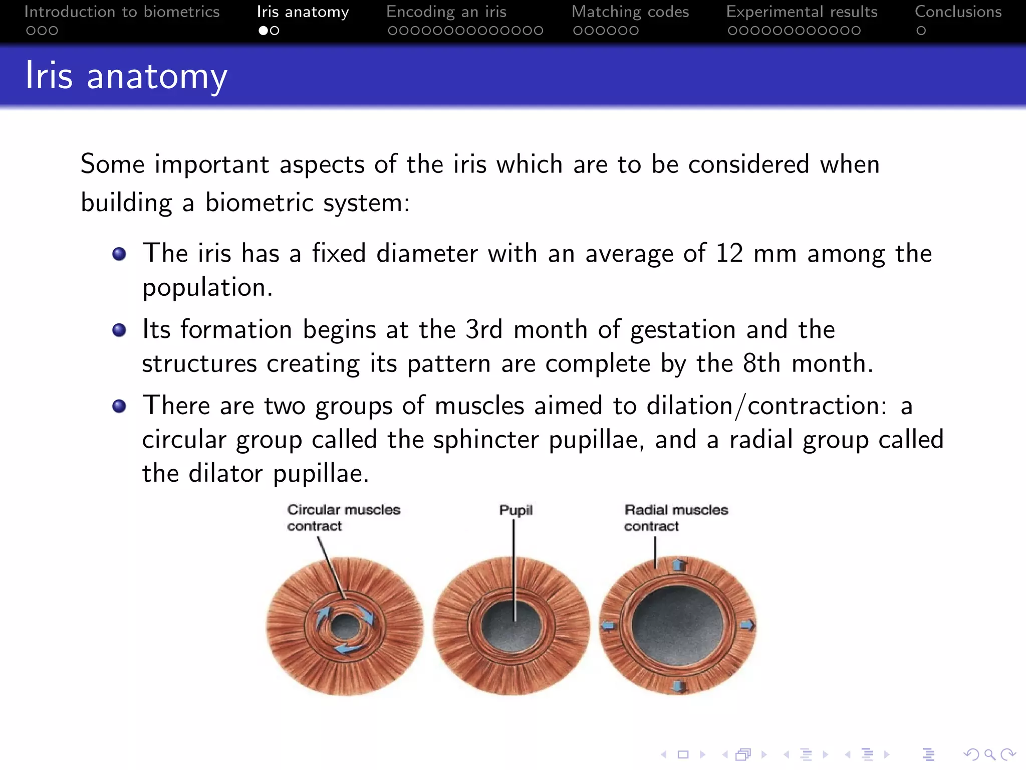 Human Iris Biometry | PDF