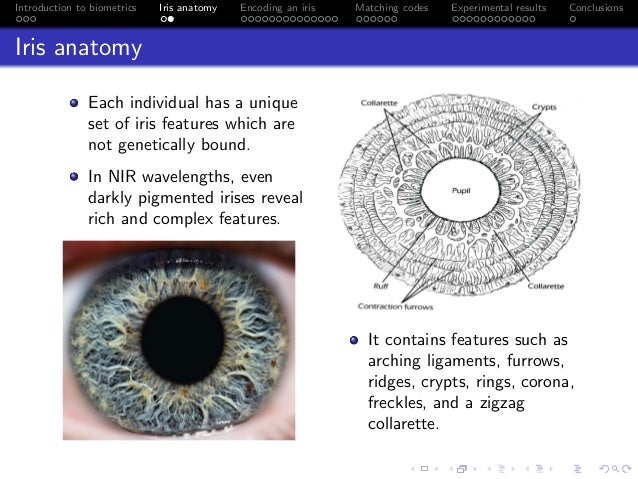 Human Iris Biometry