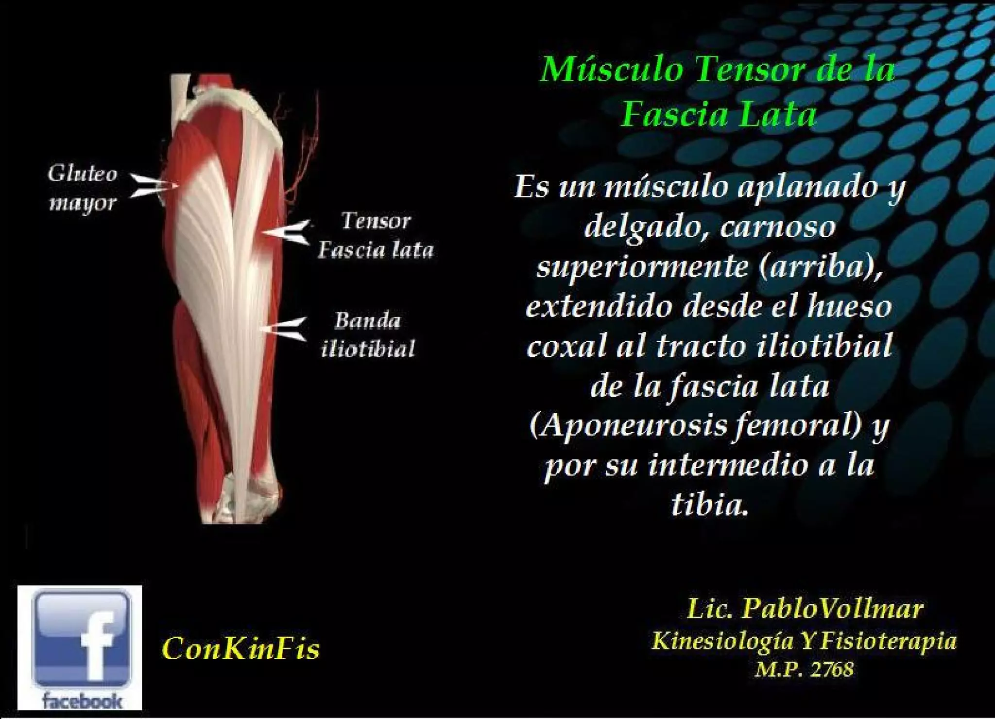 Anatomía De La Fascia Lata