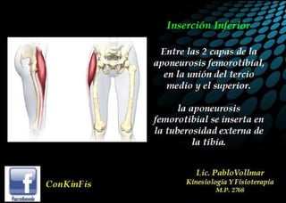 Anatomía Del Músculo Tensor Y Fascia Lata. Conoce Su – NIQDZF