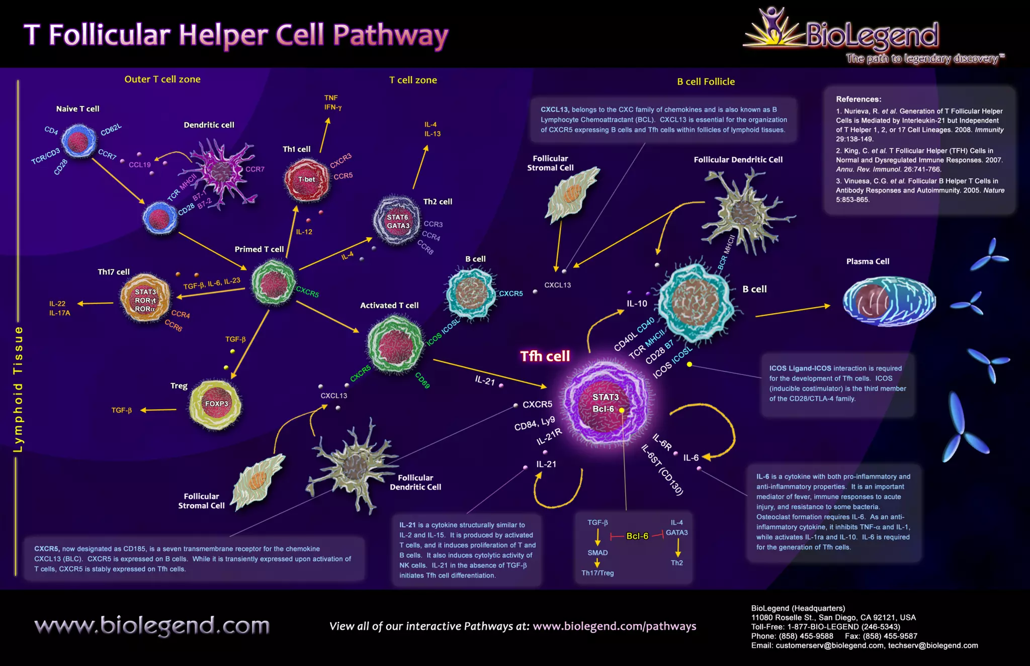 T Follicular Helper Poster 100608 | PPT