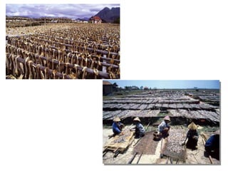 Traditional fish preservation methods | PPTX