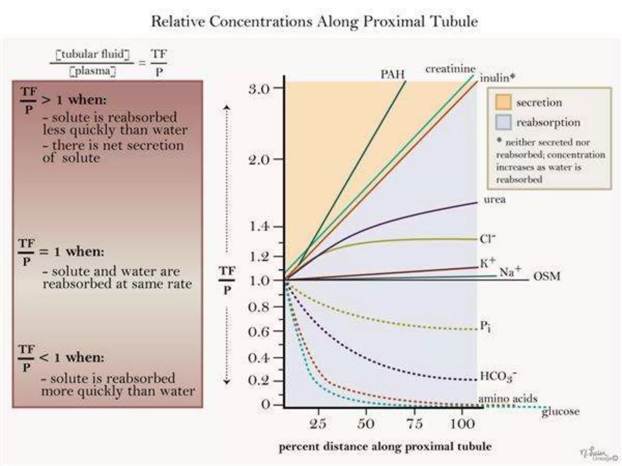 Tubular-fluid to plasma (TFP) ratio | PPTX