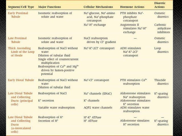Tubular-fluid to plasma (TFP) ratio | PPTX