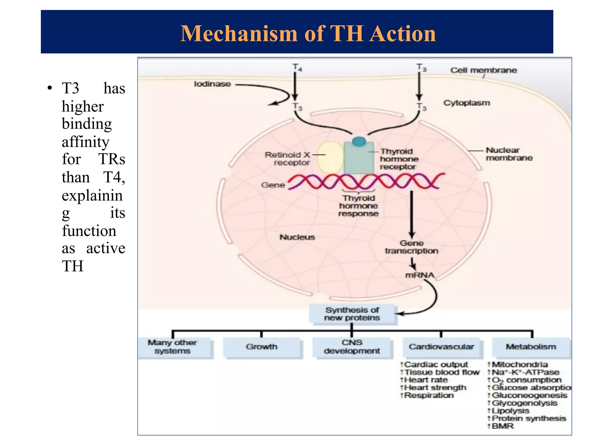 Thyroid function test ( TFT) in simple way | PDF